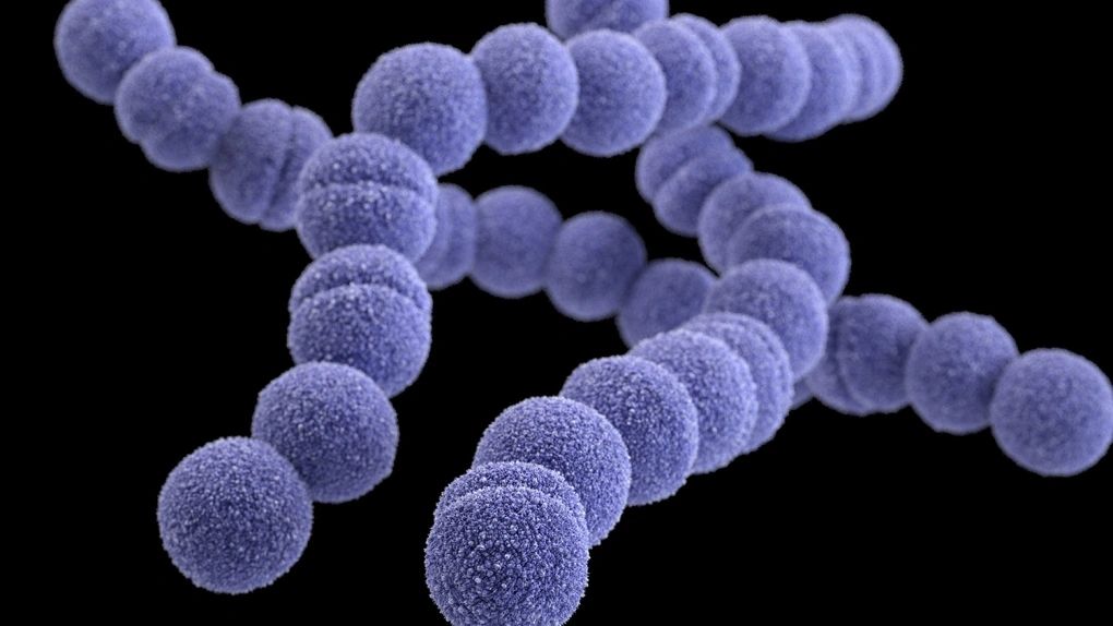 Bcca Statement On Scarlet Fever And Invasive Group A Streptococcus